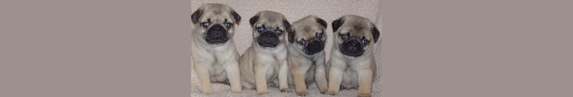 Hoskins Pugs - Available puppies